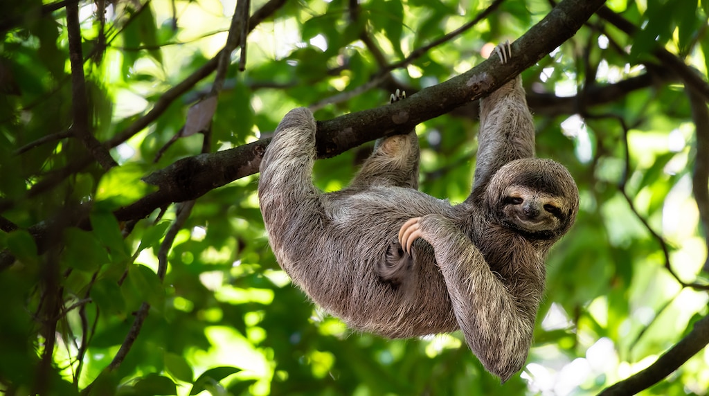 Sloth facts | Mammals | BBC Earth