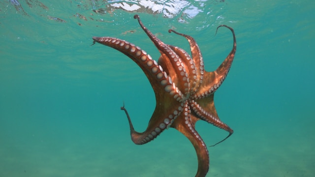 Octopus facts | Molluscs | BBC Earth | BBC Earth