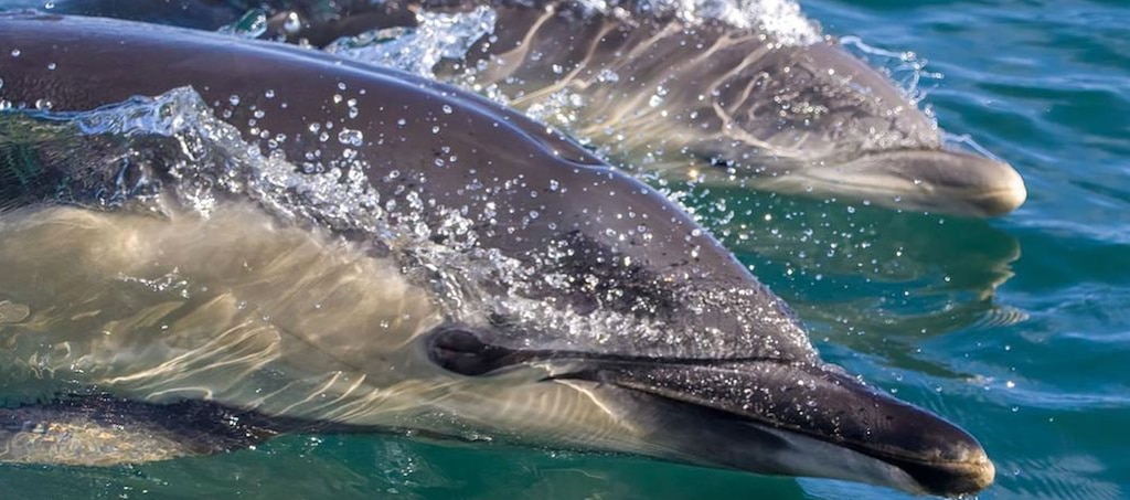 Dolphin Facts | Mammals | BBC Earth