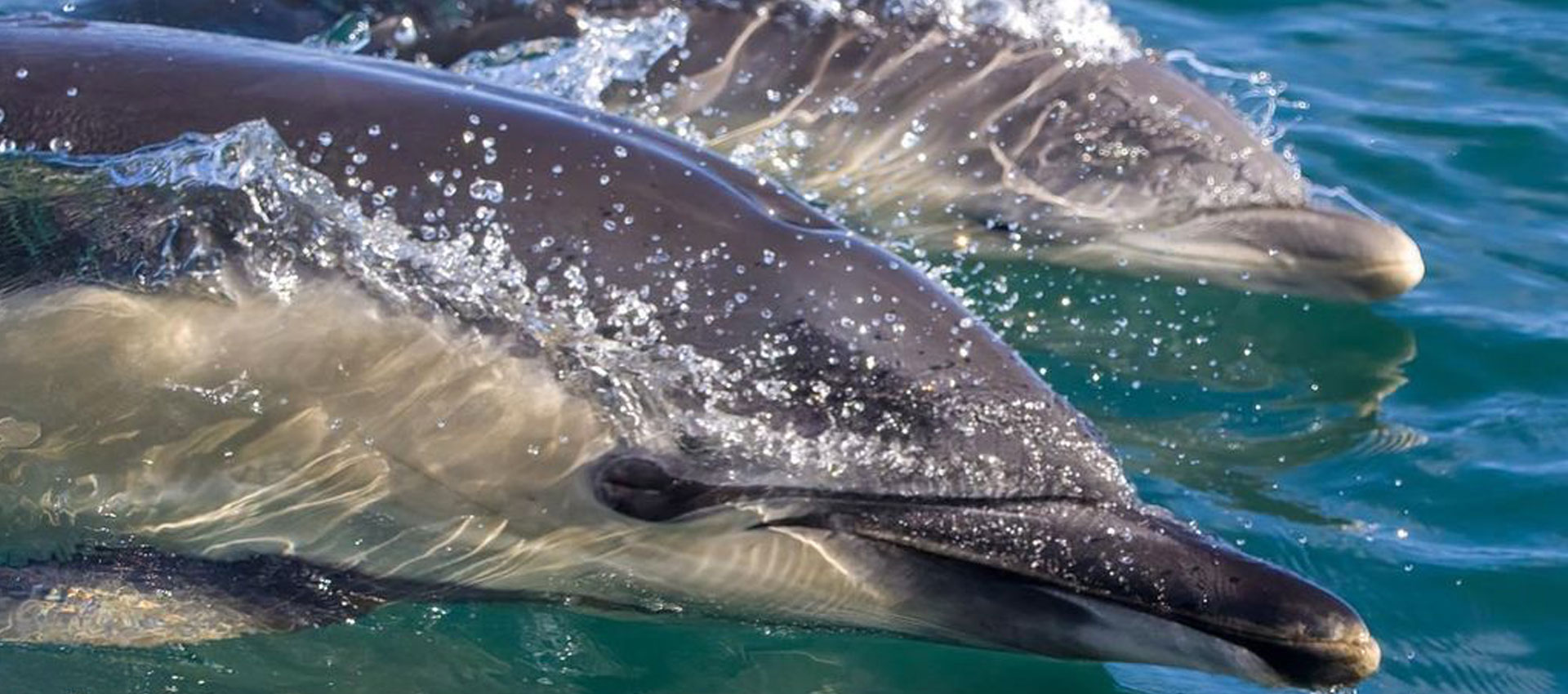 Dolphin Facts | Mammals | BBC Earth