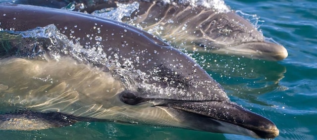 Dolphin Facts | Mammals | BBC Earth