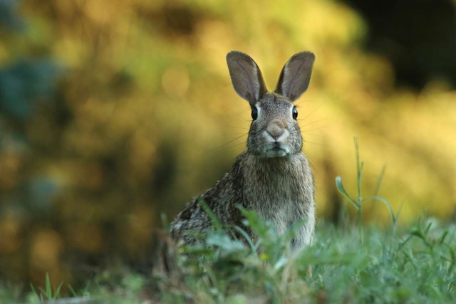 Rabbit facts | Mammals | BBC Earth