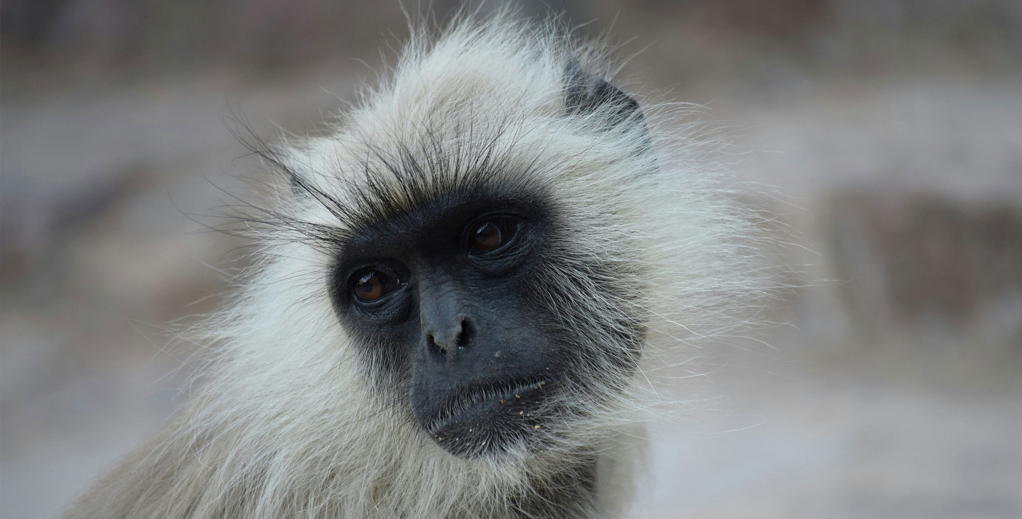 Monkey facts | Mammals | BBC Earth