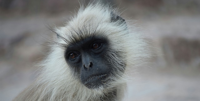 Monkey facts | Mammals | BBC Earth | BBC Earth