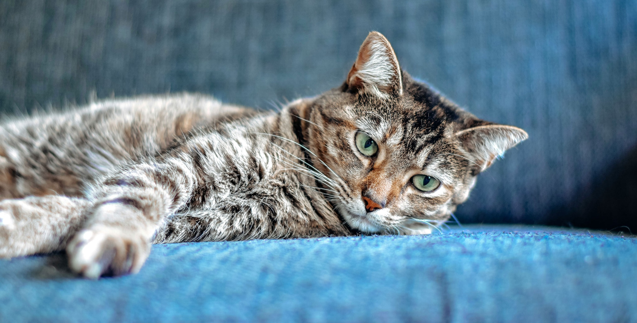 Cat | Mammals | BBC Earth