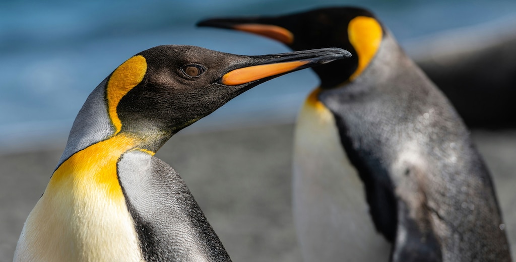 Penguins | Birds | BBC Earth