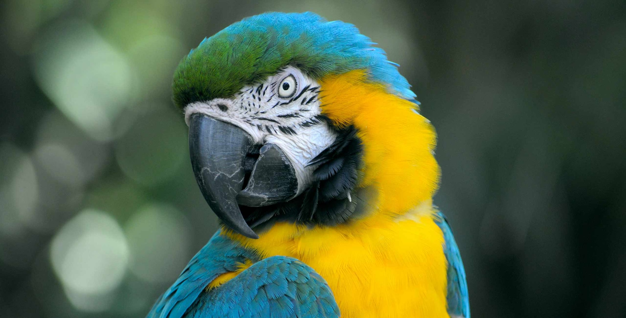 Parrot | Birds | BBC Earth