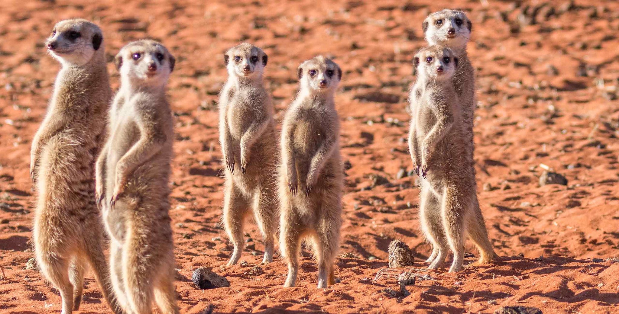 Meerkat Facts | Mammals | BBC Earth