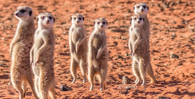 Meerkat Facts | Mammals | BBC Earth