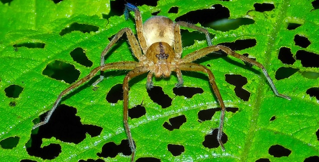 Insects & Arachnids | Fact file | BBC Earth | BBC Earth
