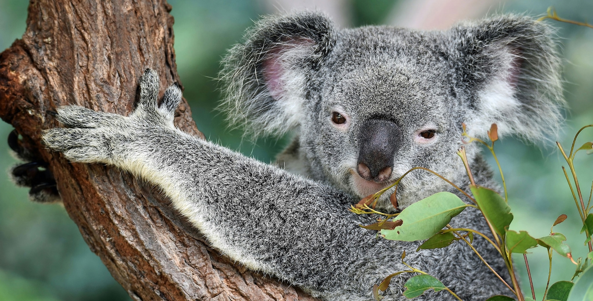 Koala | Mammals | BBC Earth