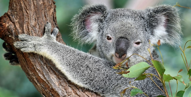 Koala | Mammals | BBC Earth