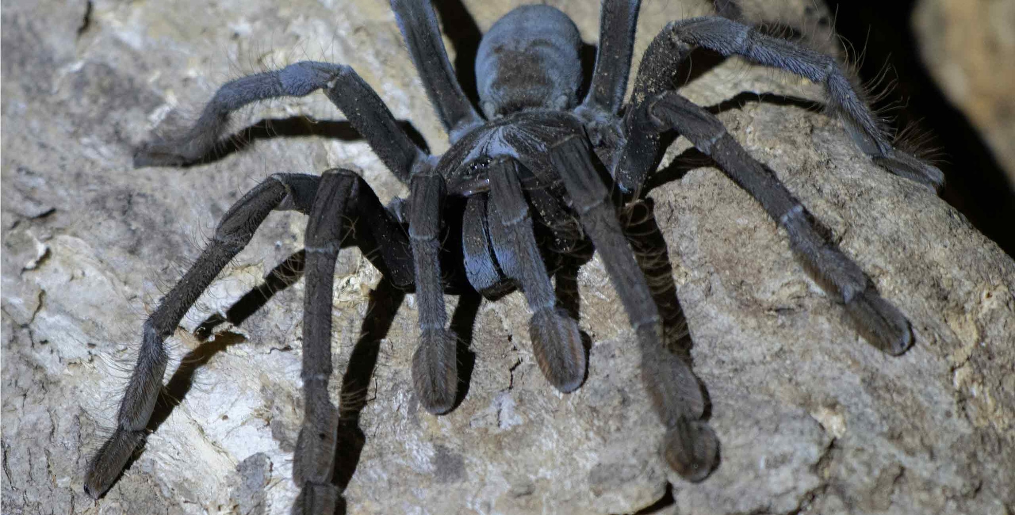 Tarantula facts | Insects & Arachnids | BBC Earth