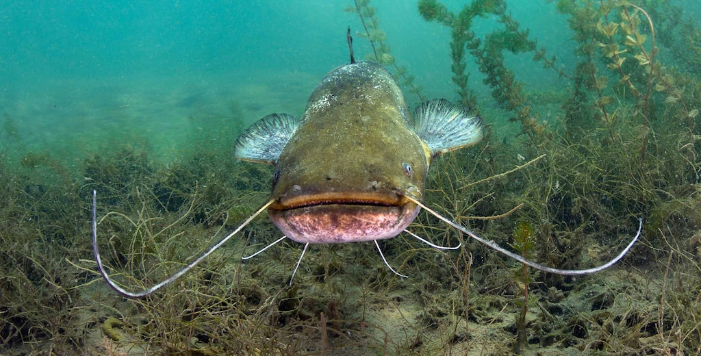 Catfish facts | Fish | BBC Earth