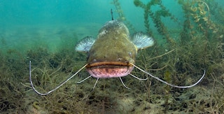 Fish | Fact file | BBC Earth