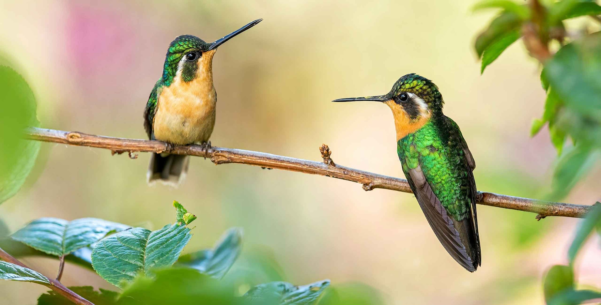 Hummingbird facts | Birds | BBC Earth