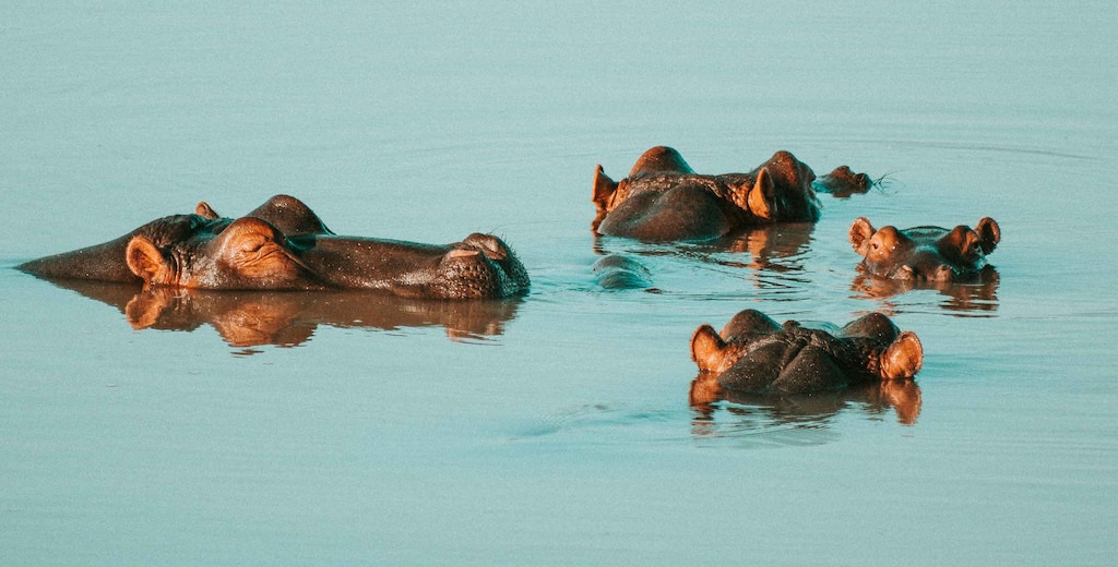 Fact Files / Animals / Mammals / Hippo