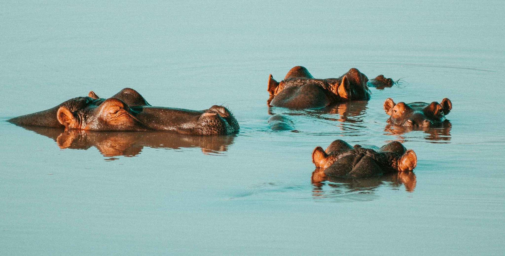 Fact Files / Animals / Mammals / Hippo