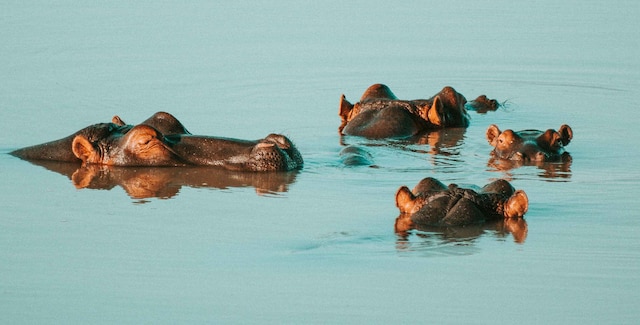 Hippo facts | Mammals | BBC Earth