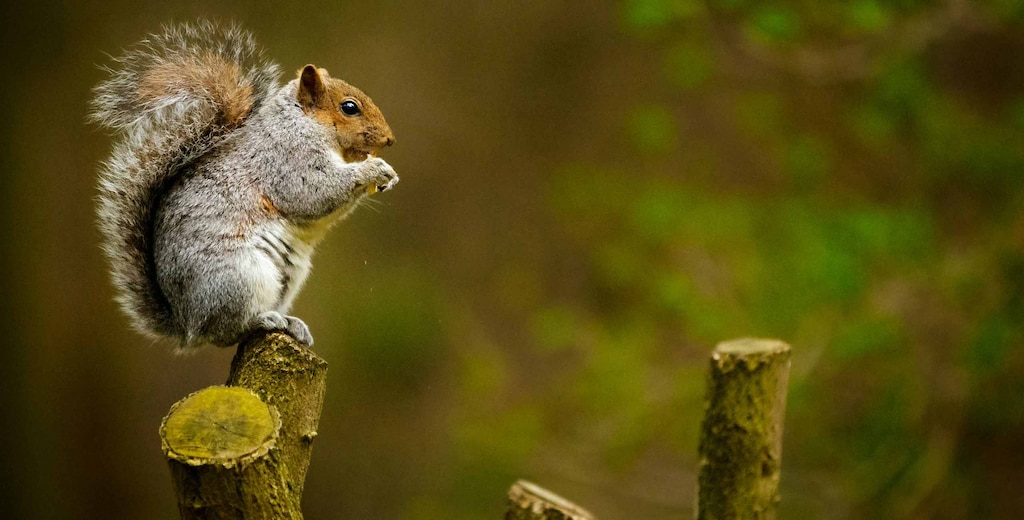 Squirrel facts | Mammals | BBC Earth