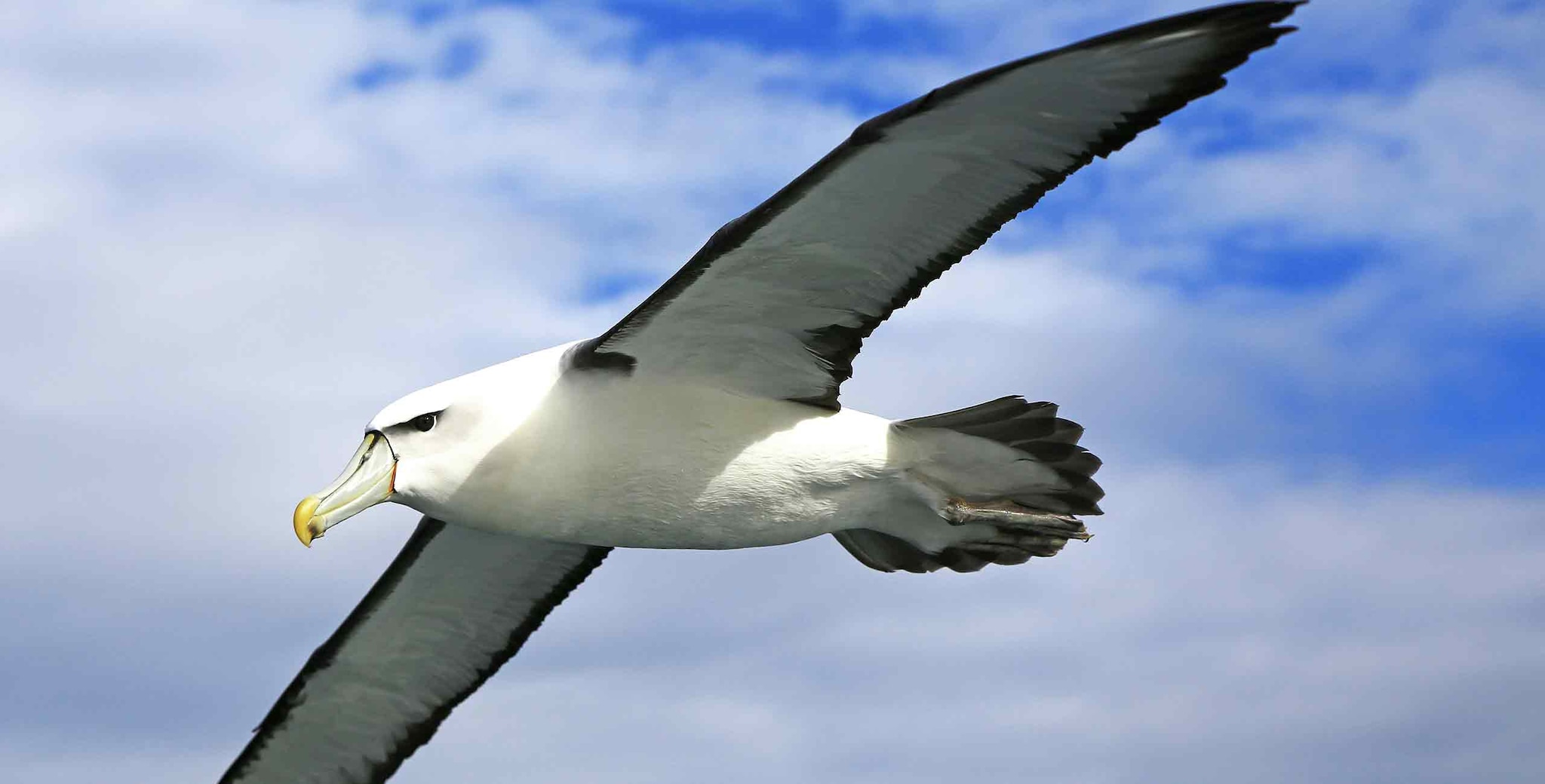 Albatross facts | Birds | BBC Earth