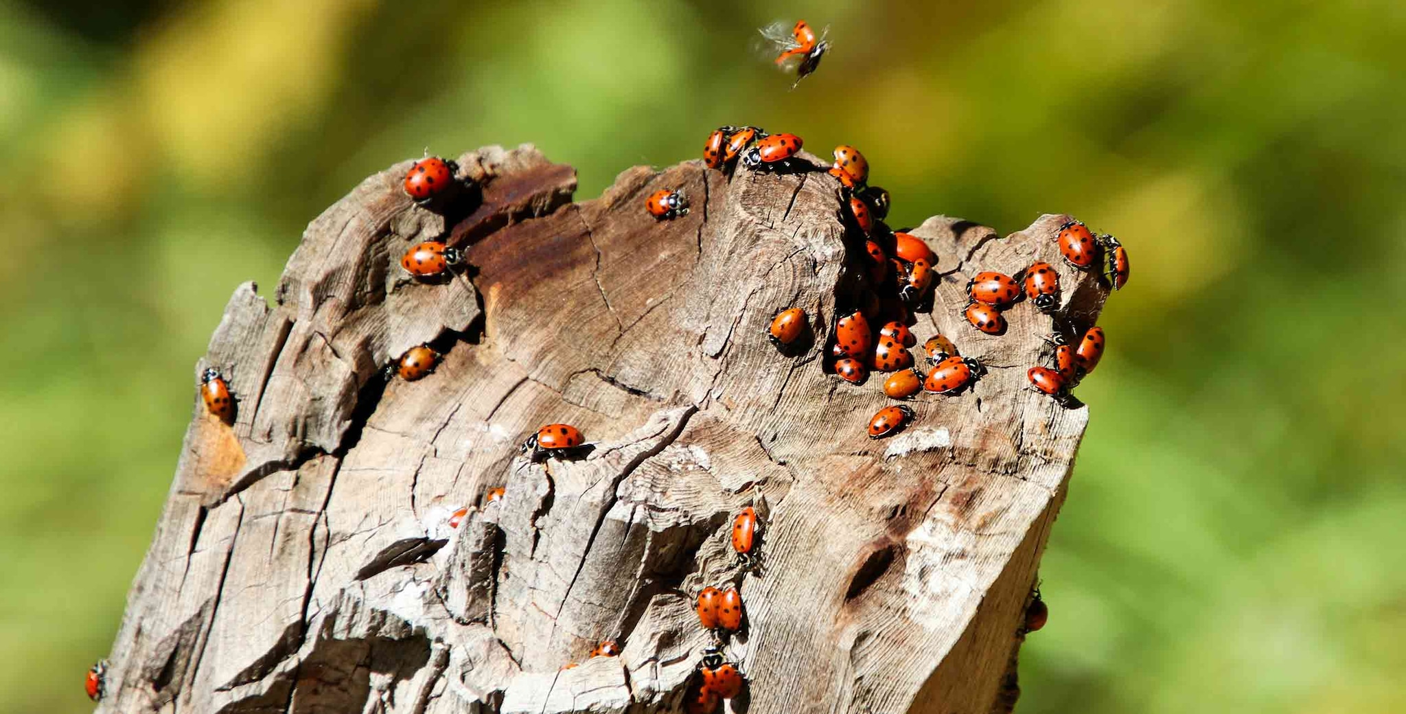 Ladybird Facts | Insects & Arachnids | BBC Earth