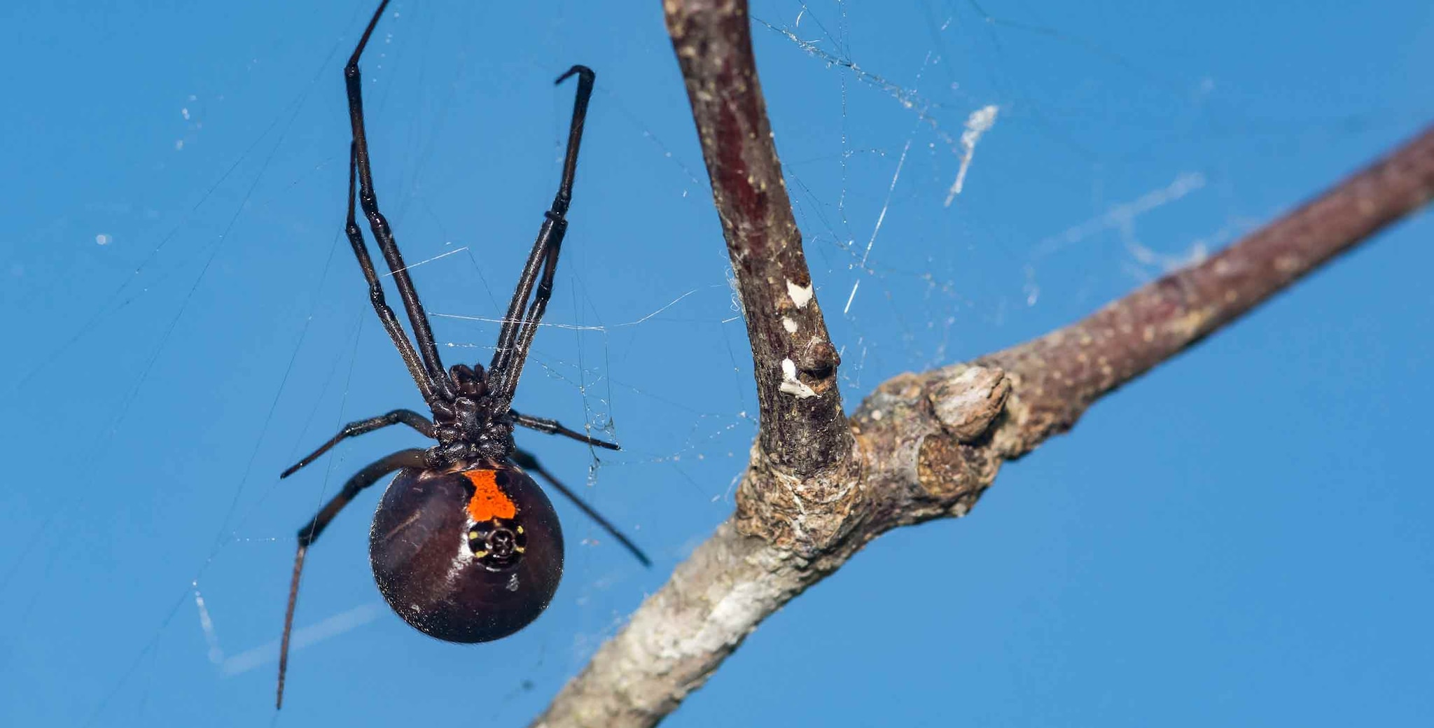 Black Widow facts | Insects & Arachnids | BBC Earth