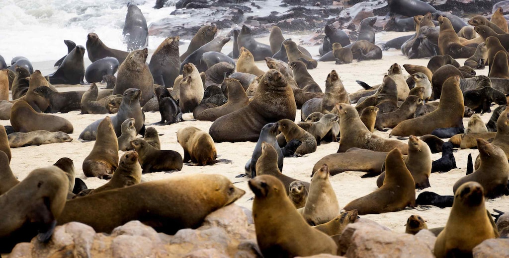 Seal Facts | Mammals | BBC Earth | BBC Earth