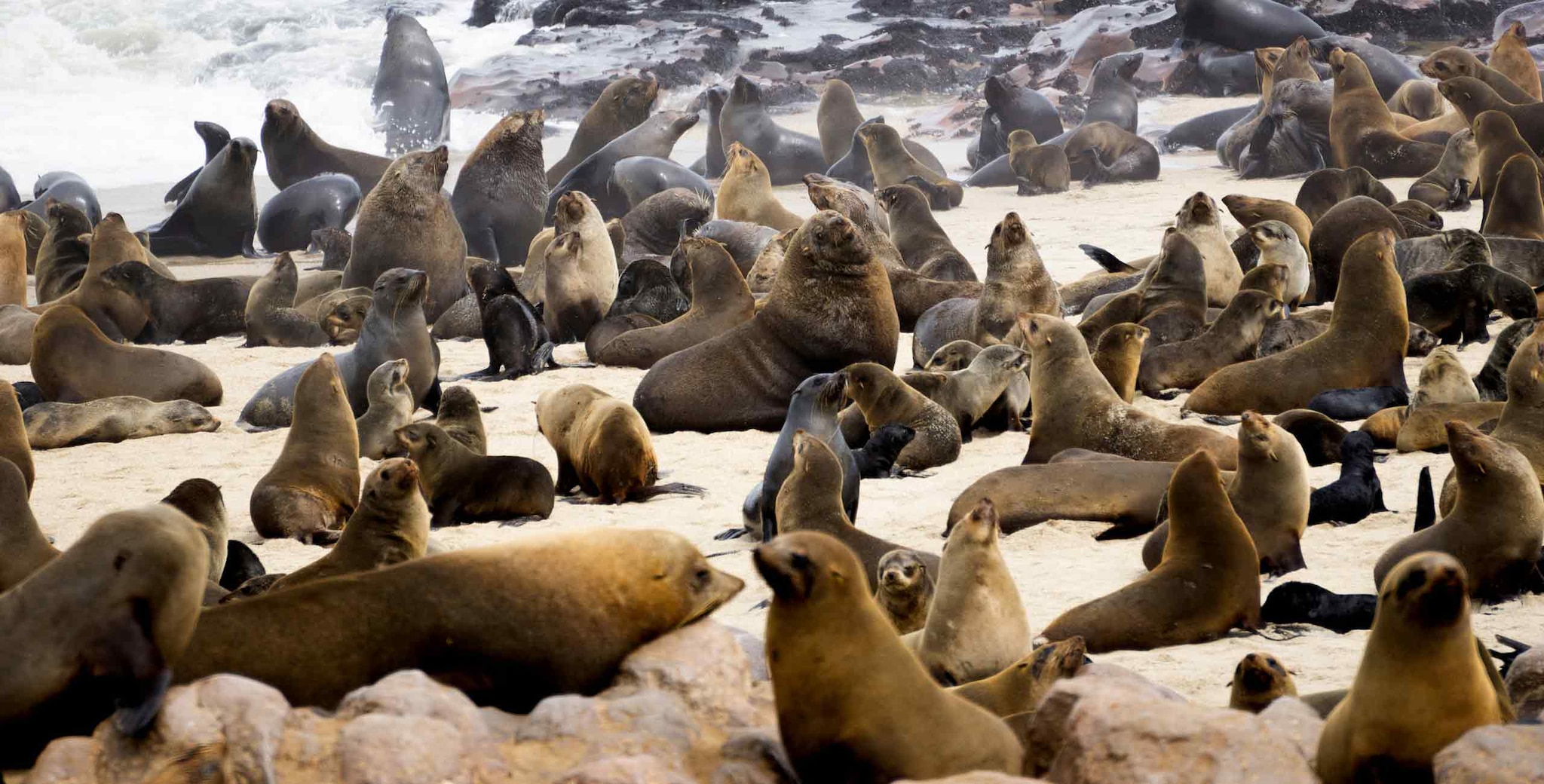 Seal Facts | Mammals | BBC Earth | BBC Earth