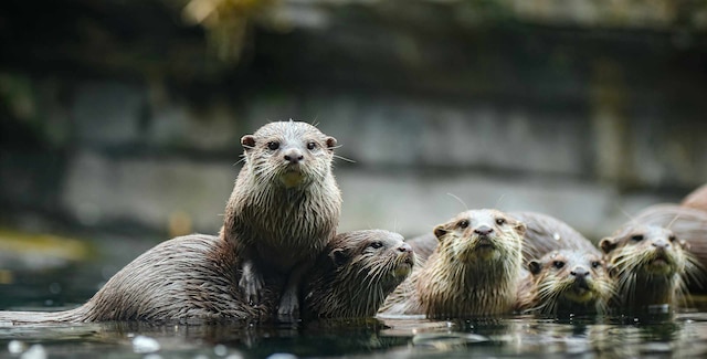 Otter Facts | Mammals | BBC Earth