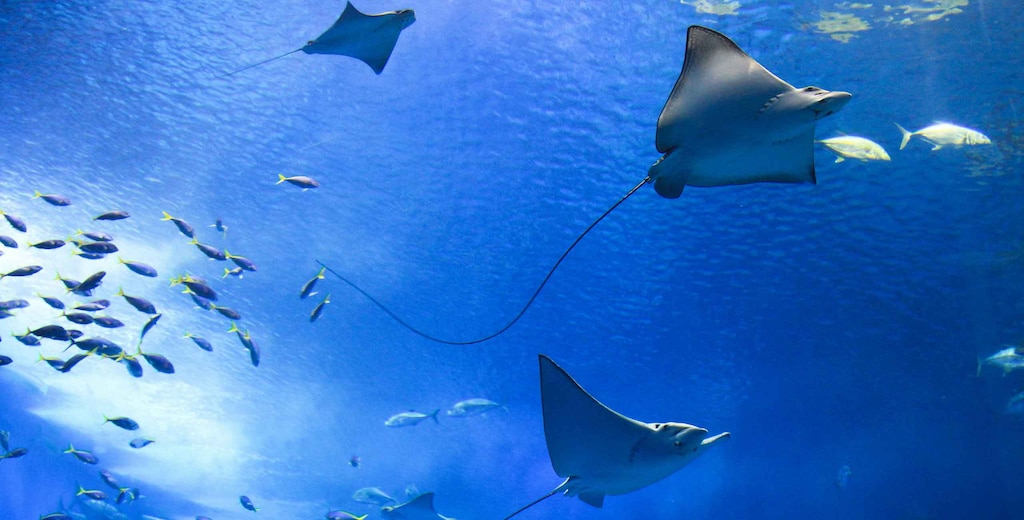 Stingray facts | Fish | BBC Earth