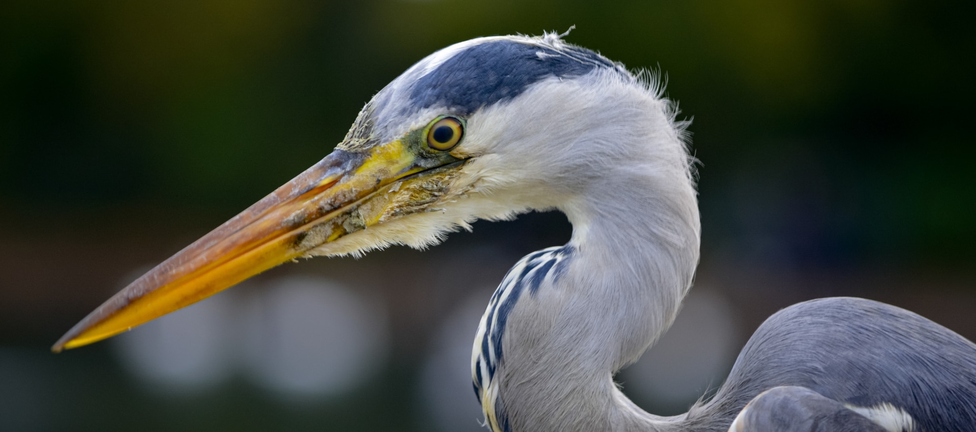 Herons | Birds | BBC Earth