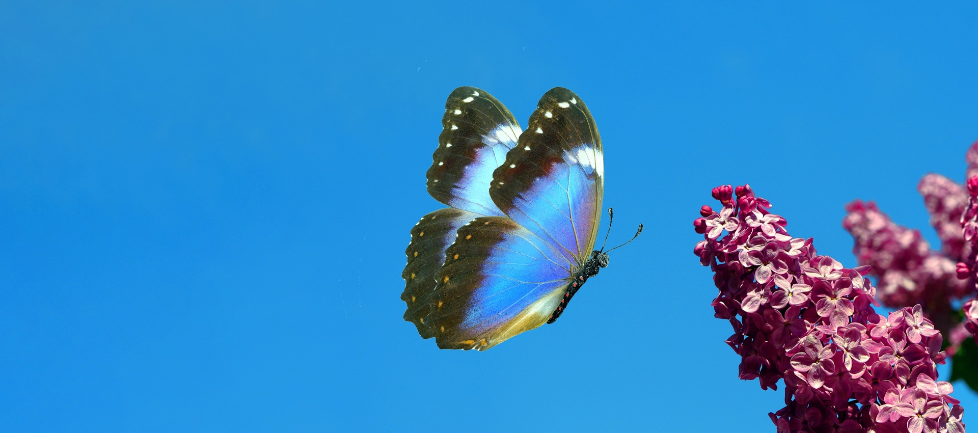 Fact Files / Animals / Insects & Arachnids / Butterfly