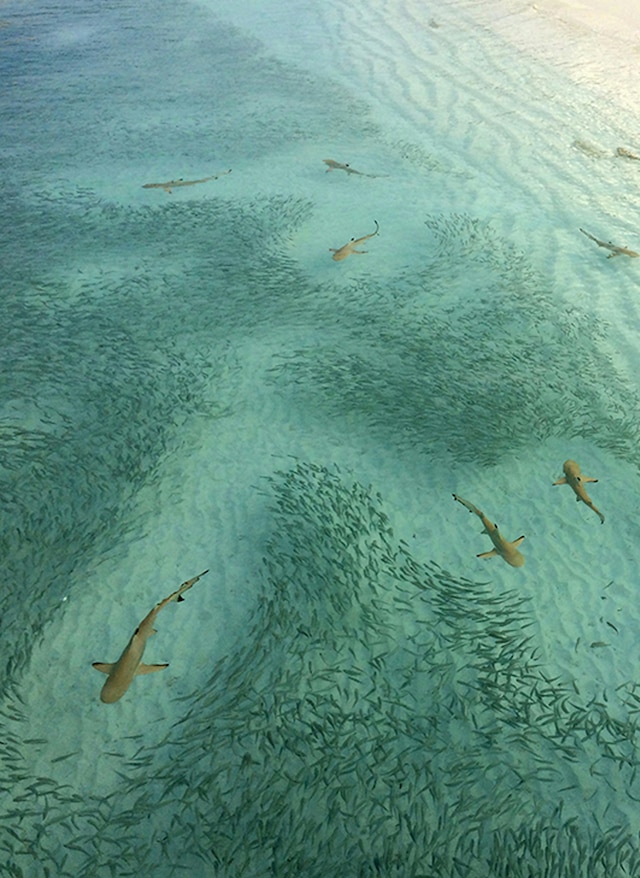 Shark Facts | Fish | BBC Earth