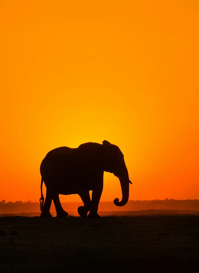 Elephant Facts | Mammals | BBC Earth | BBC Earth