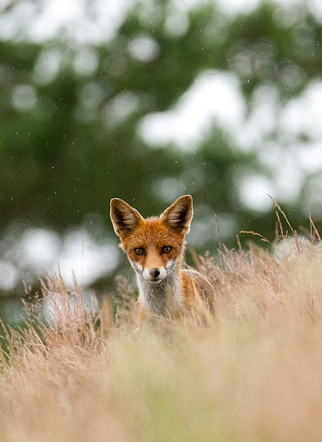 Fox Facts | Mammals | BBC Earth