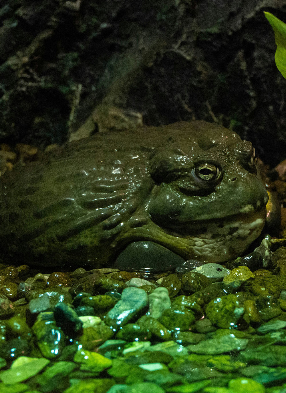 Frog Facts | Amphibians & Reptiles | BBC Earth