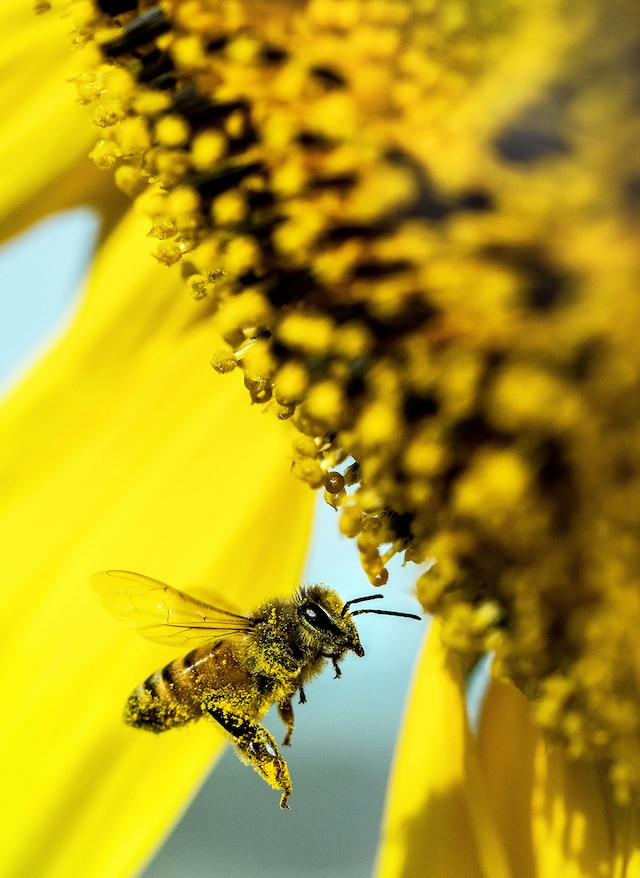 Bee Facts | Insects & Arachnids | BBC Earth