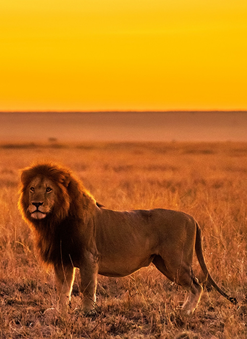 Lion Facts | Mammals | BBC Earth