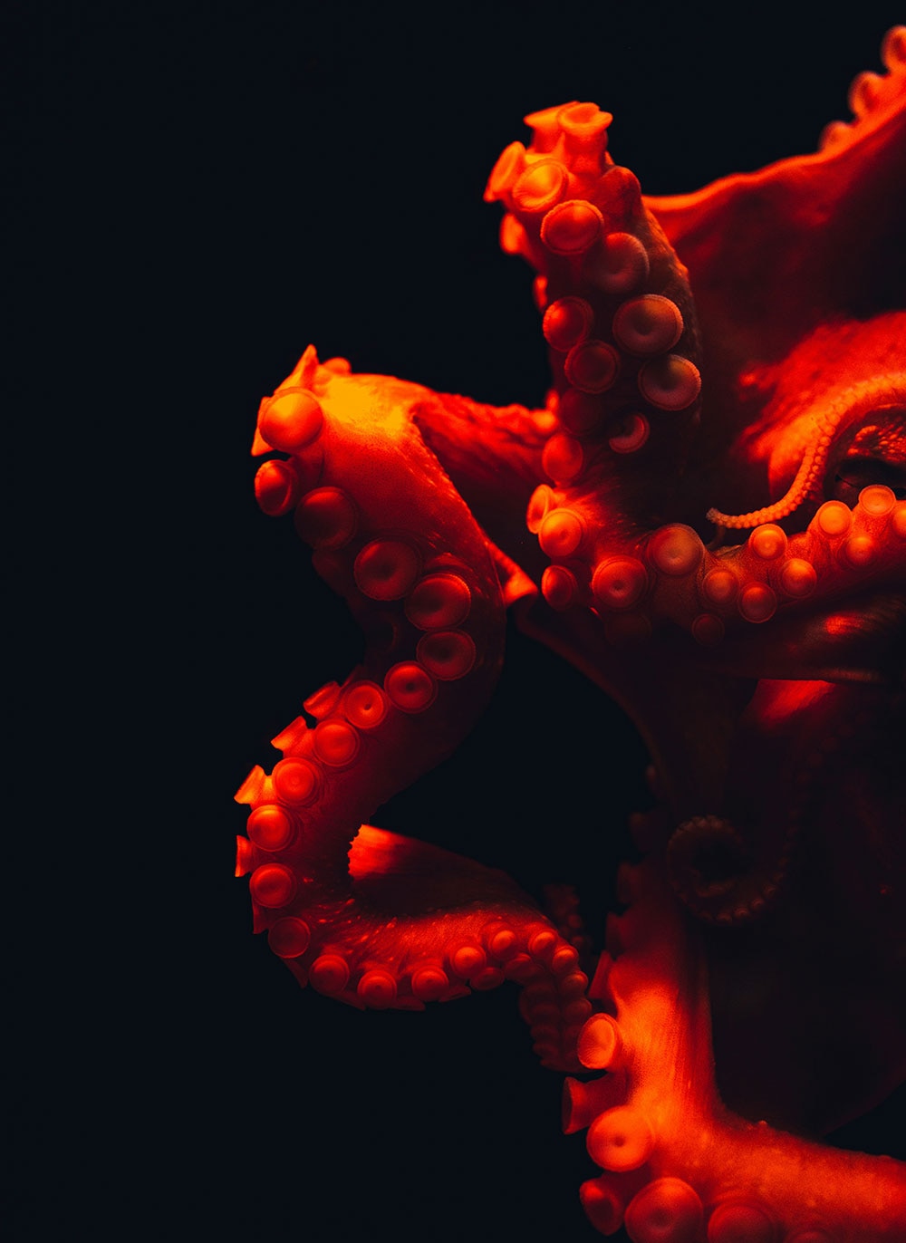 Octopus facts | Molluscs | BBC Earth