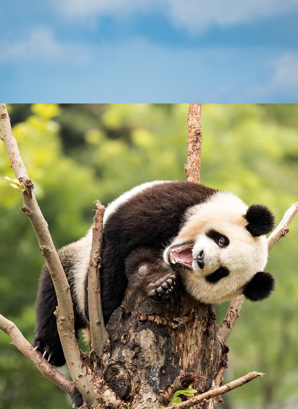 Panda Facts | Mammals | BBC Earth