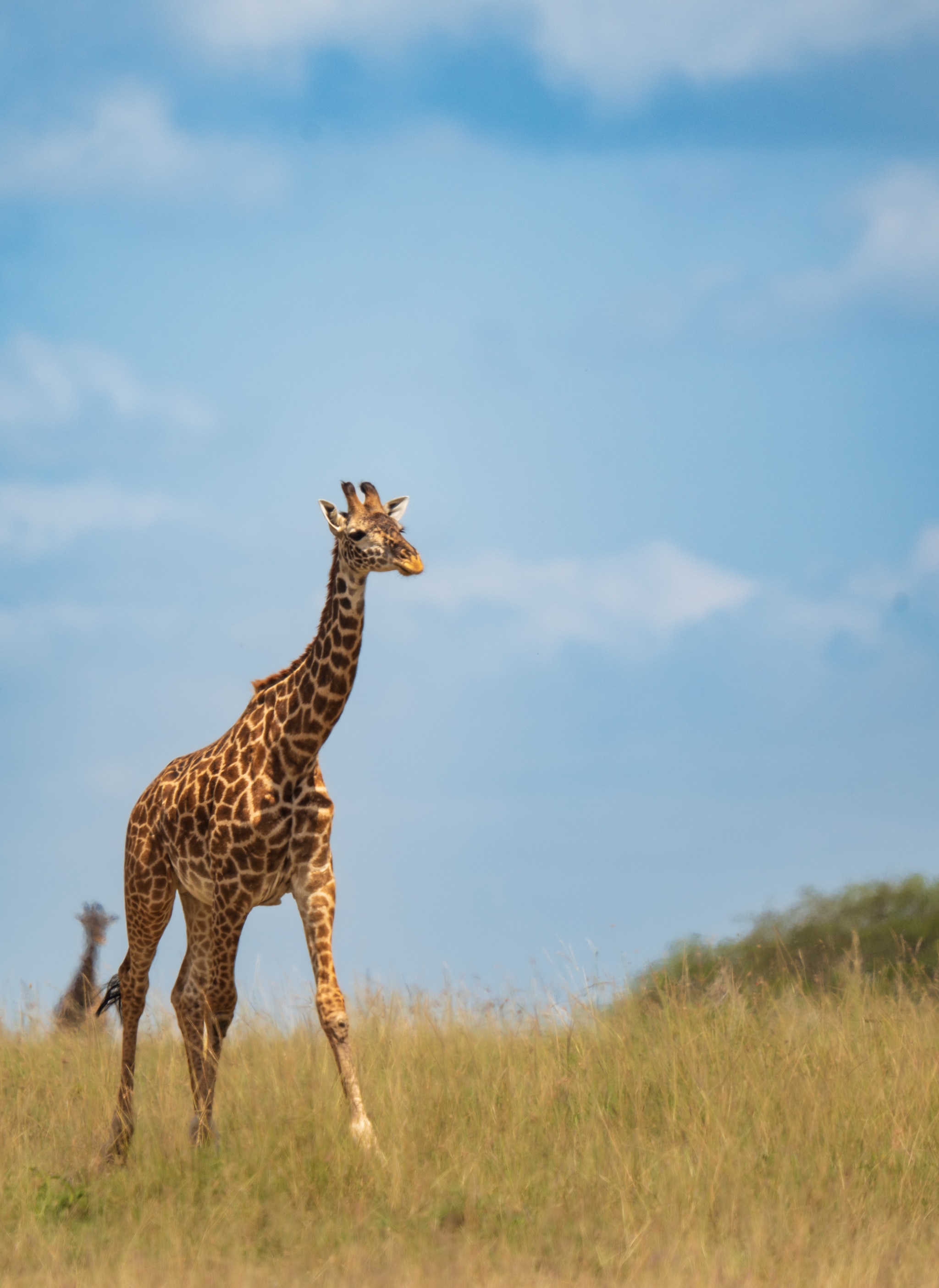 Giraffe Facts | Mammals | BBC Earth