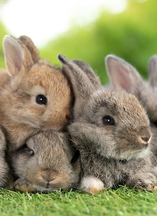 Rabbit facts | Mammals | BBC Earth