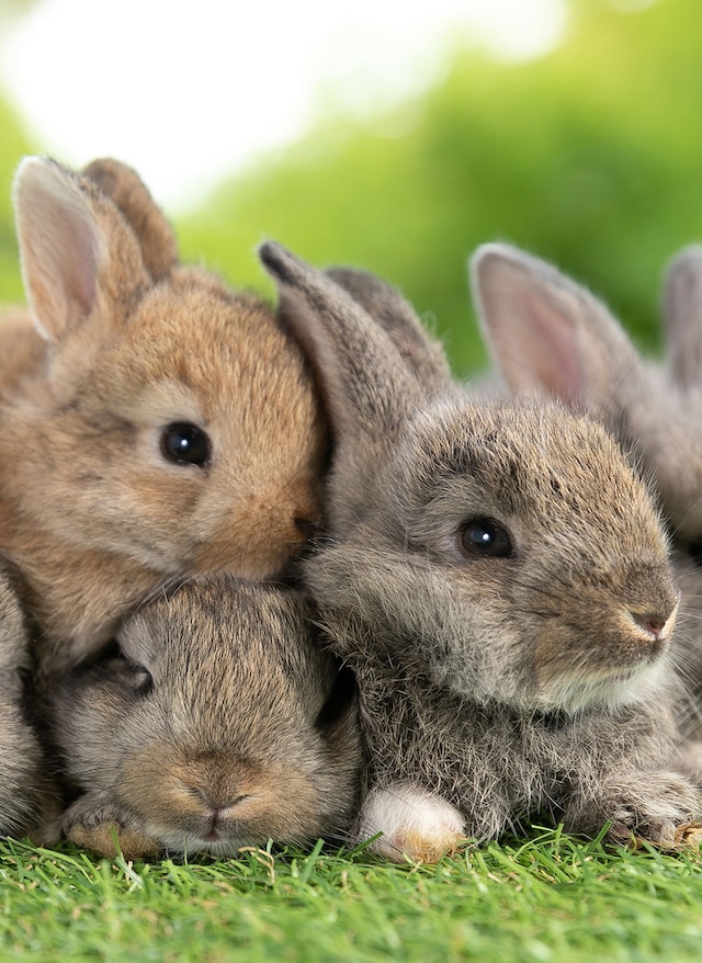 Rabbit facts | Mammals | BBC Earth