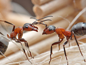 Ant Facts | Insects & Arachnids | BBC Earth