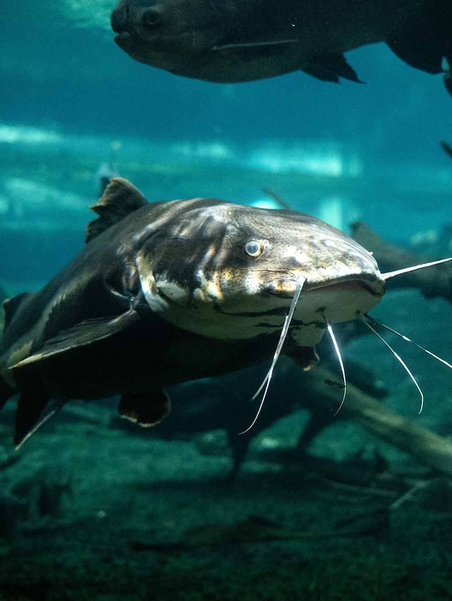Catfish facts | Fish | BBC Earth