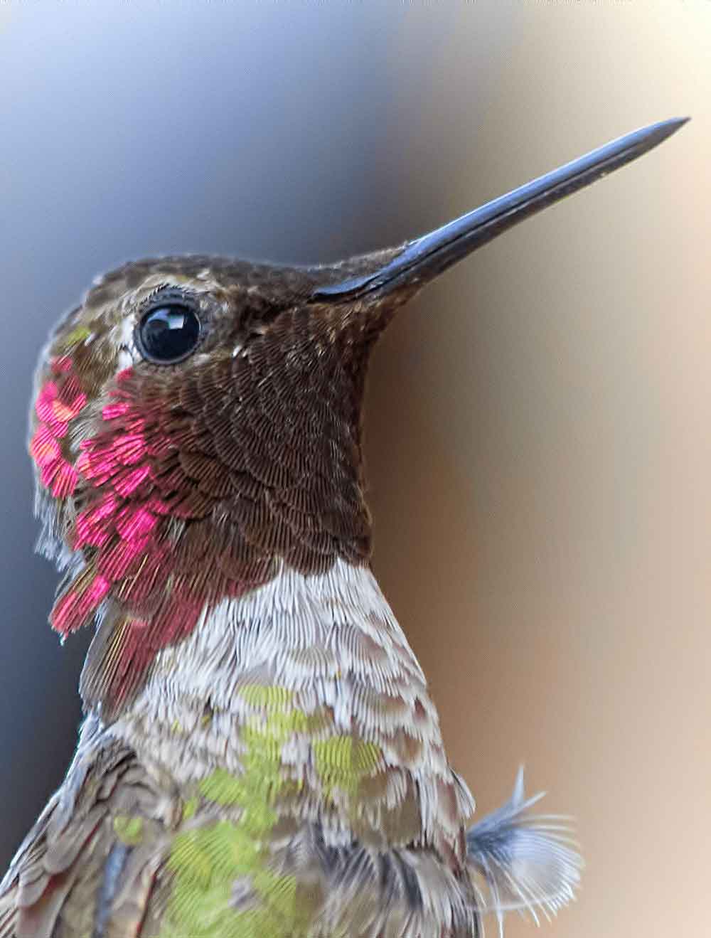 Hummingbird facts | Birds | BBC Earth