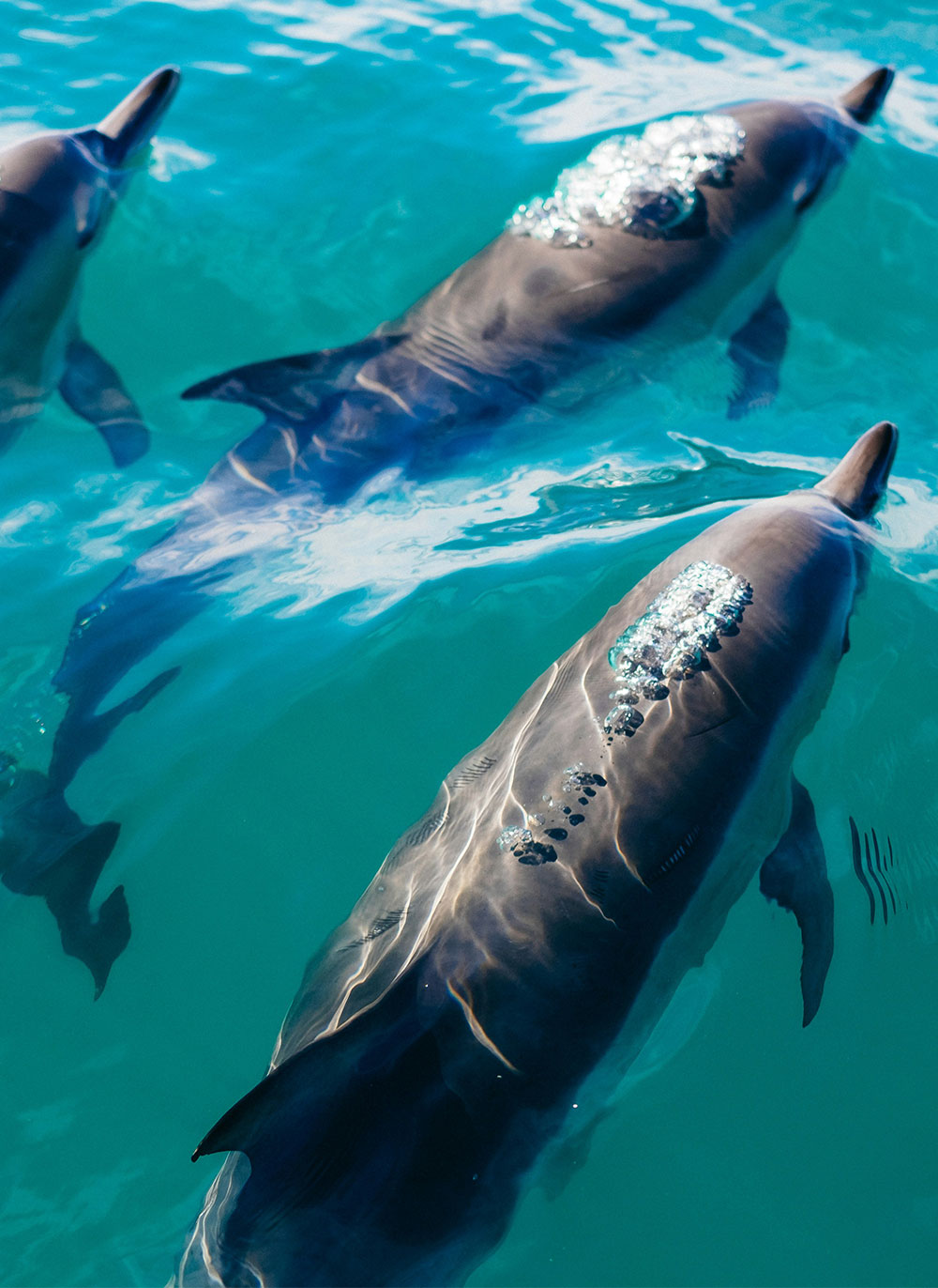 Dolphin Facts | Mammals | BBC Earth