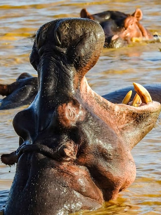 Hippo facts | Mammals | BBC Earth