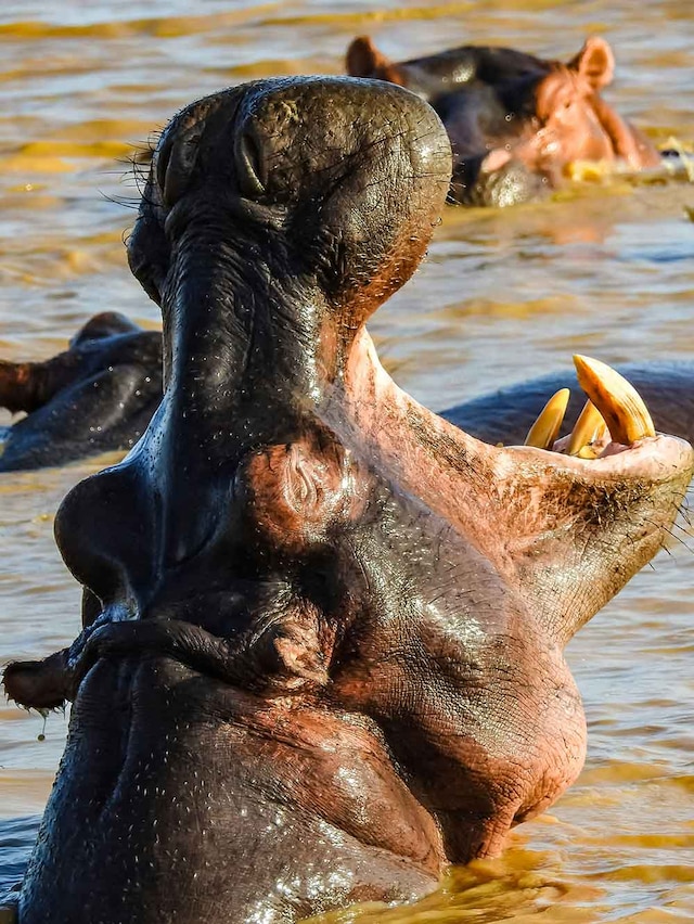 Hippo facts | Mammals | BBC Earth